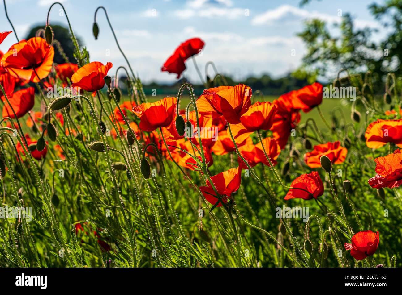 Poppies and wildflowers at Plock Court, planted by the University of ...