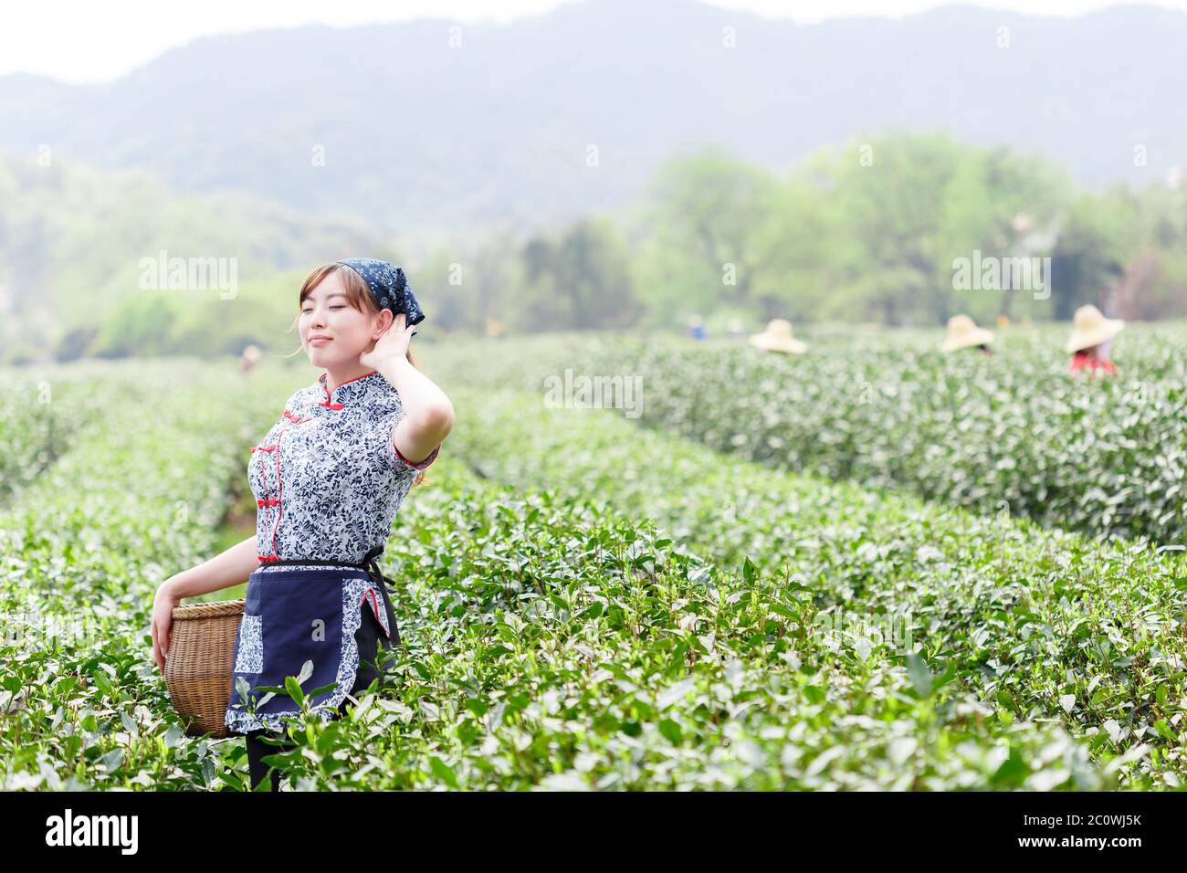 asian beautiful tea girl in plantation Stock Photo - Alamy