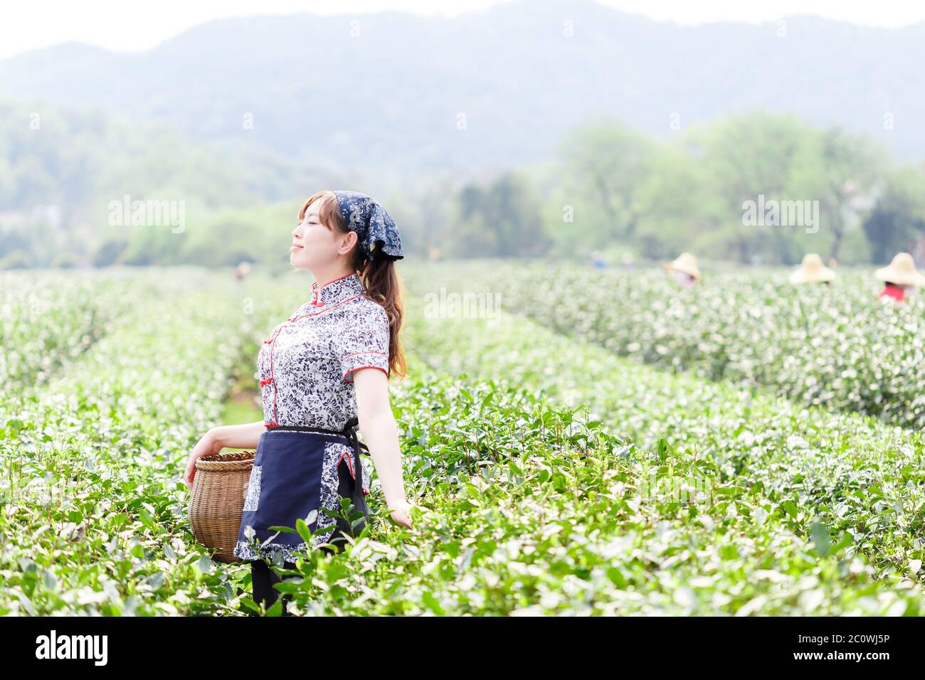 asian beautiful tea girl in plantation Stock Photo - Alamy