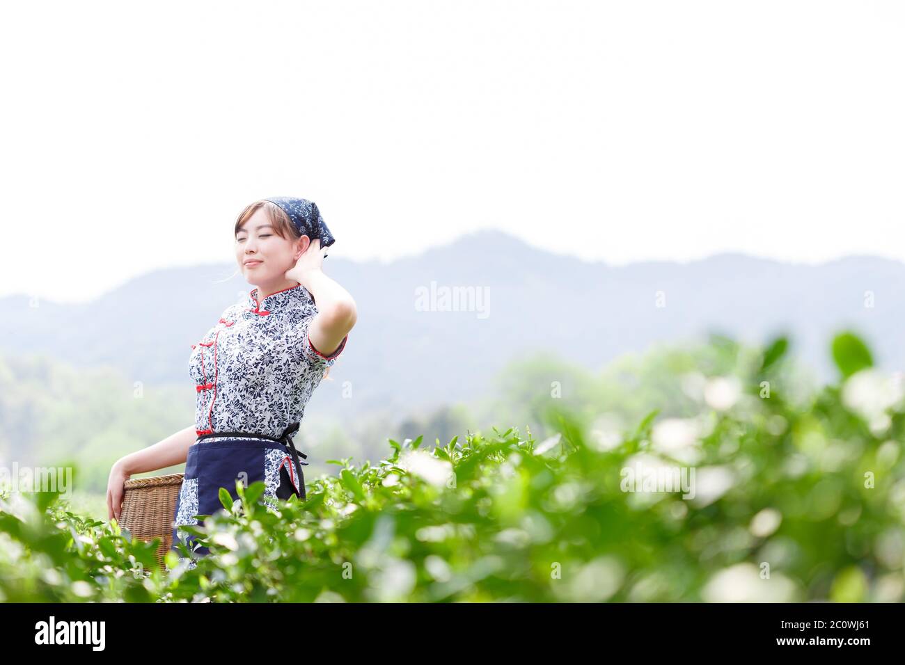 asian beautiful tea girl in plantation Stock Photo - Alamy