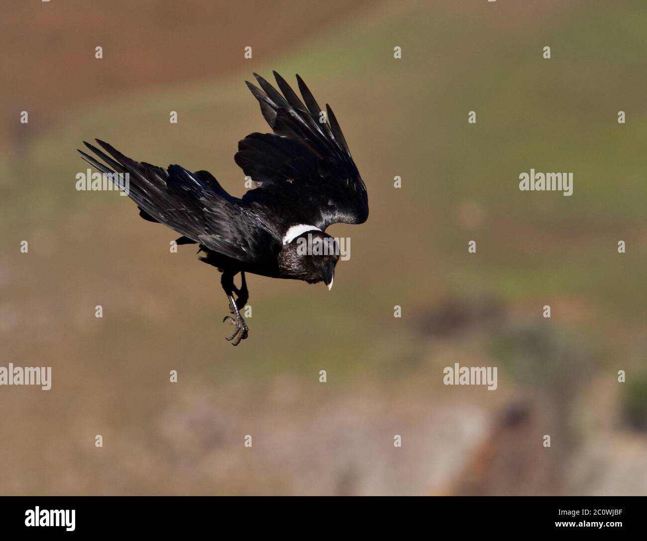 crow in flight Stock Photo - Alamy