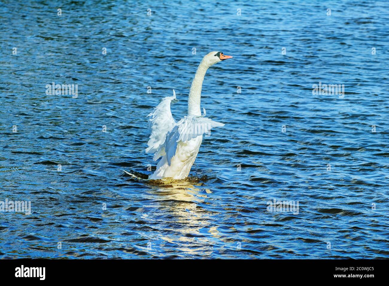 Flying up Swan Stock Photo - Alamy