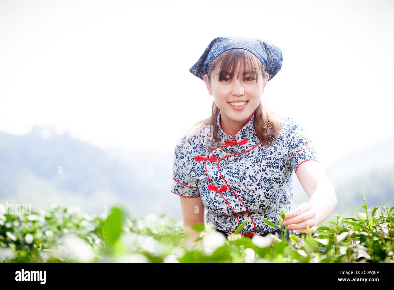 asian pretty tea-picking girl in plantation Stock Photo - Alamy