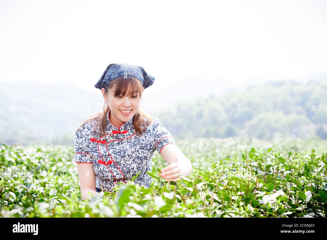 asian pretty tea-picking girl in plantation Stock Photo - Alamy