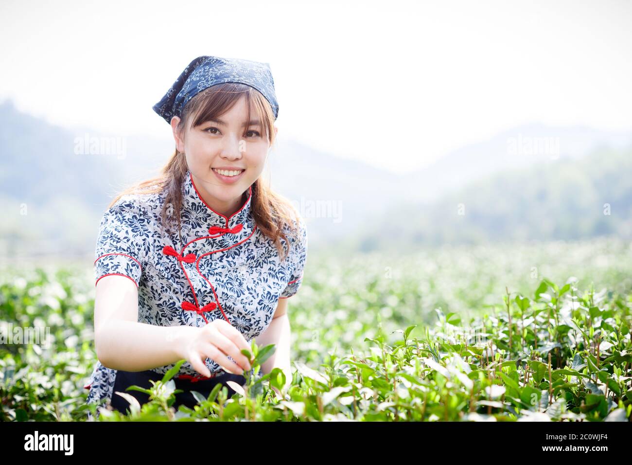 asian pretty tea-picking girl in plantation Stock Photo - Alamy