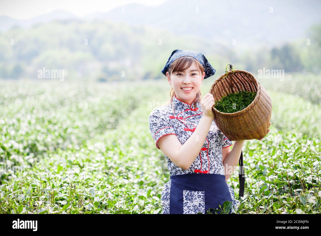 asian pretty tea-picking girl in plantation Stock Photo - Alamy