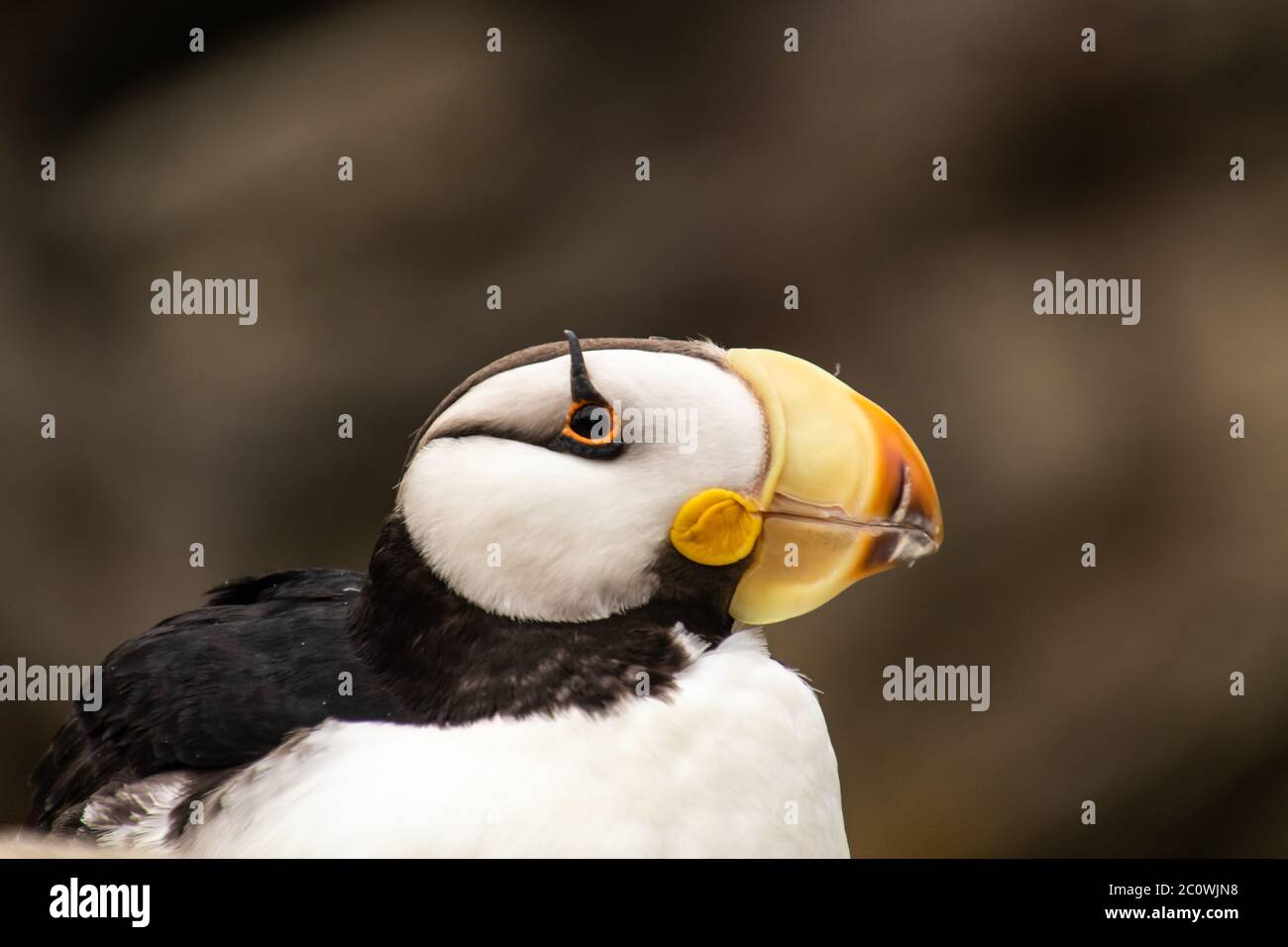 Closeup side view of a Horned Puffin seabird sitting on a rock Stock ...