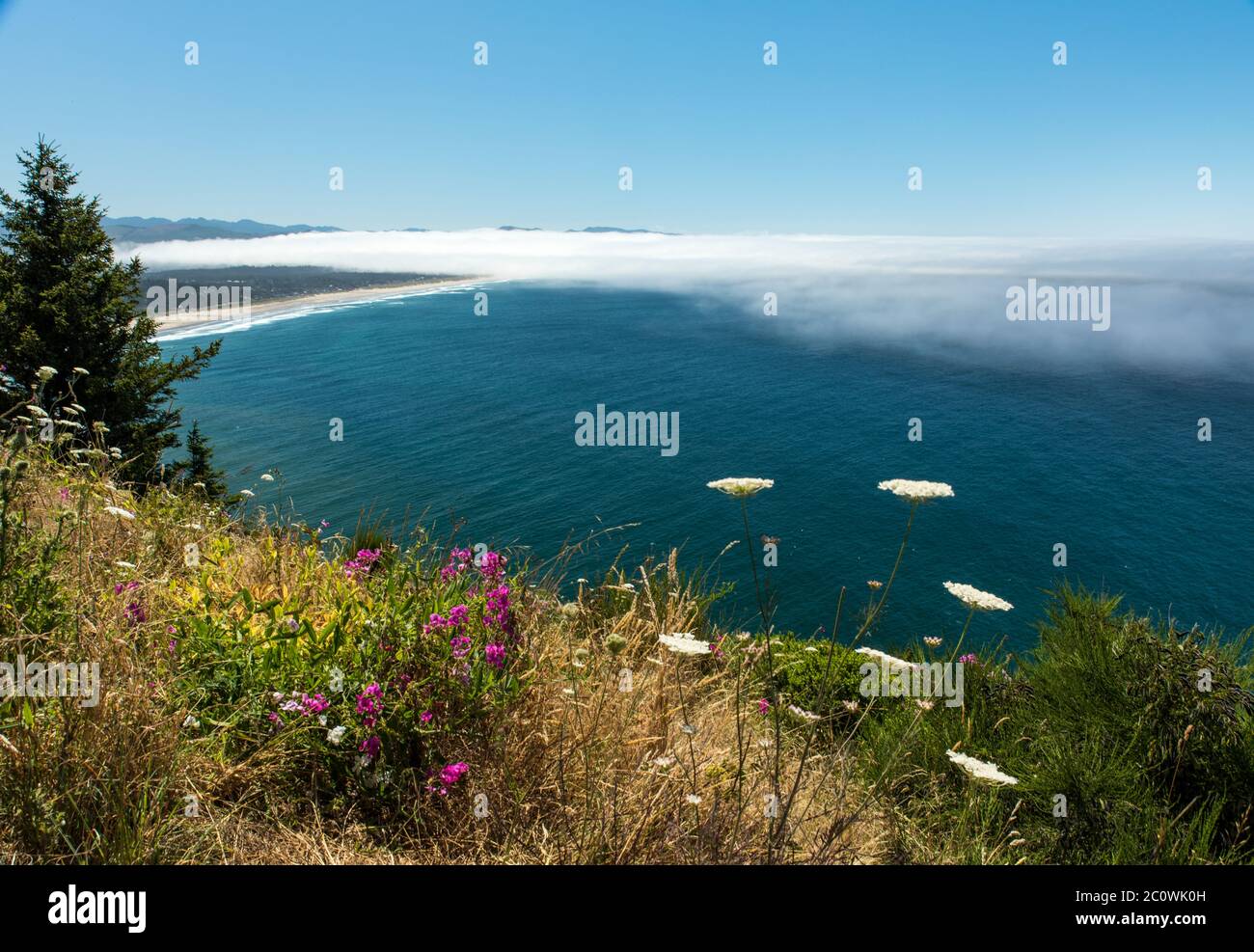 Fog rolling ashore and flowers make the view of the sea and beach ...