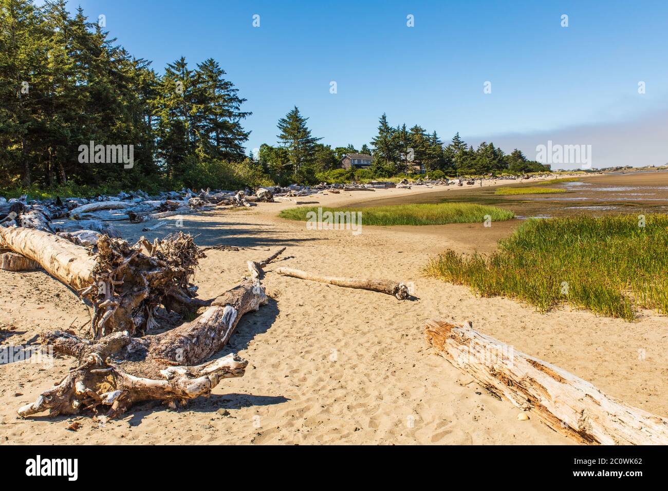 Driftwood along a tree-lined sandy beach in Oregon Stock Photo - Alamy