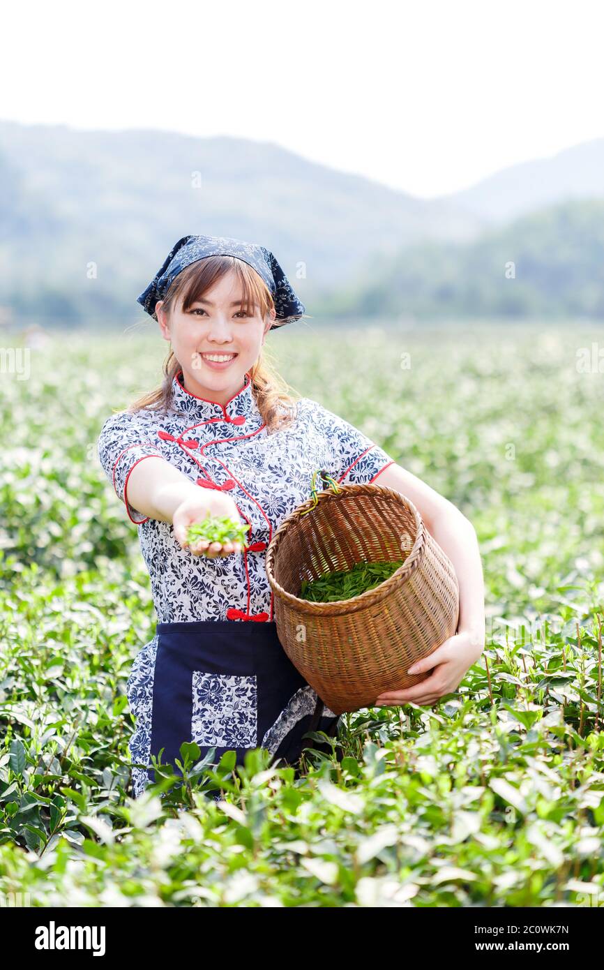 asian pretty tea-picking girl in plantation Stock Photo - Alamy