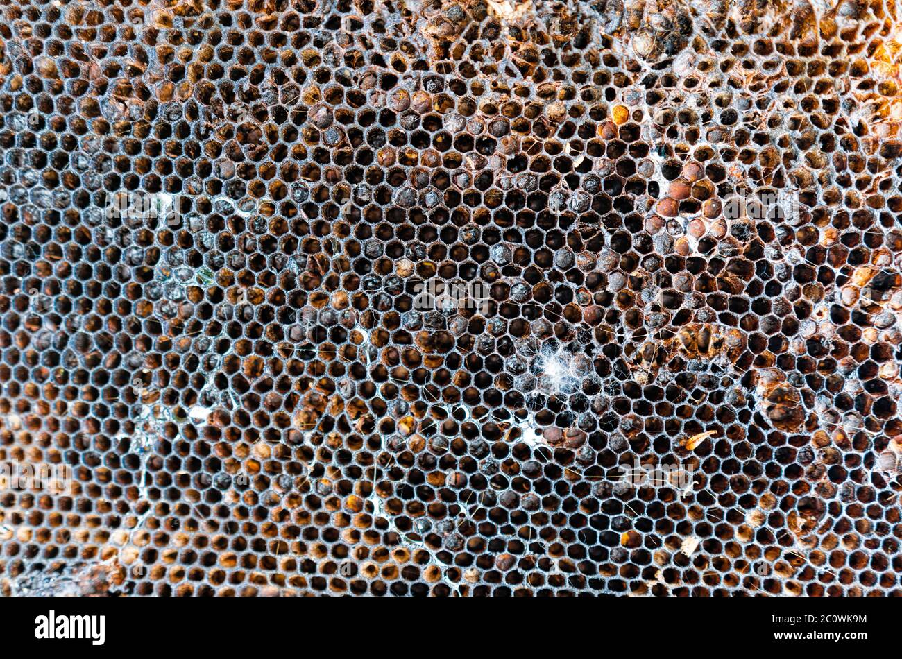 Close Up of Old Dried Honeycomb Without Bees and Larvae. A Wax ...