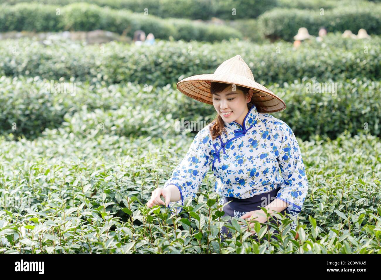 asian pretty tea-picking girl in plantation Stock Photo - Alamy