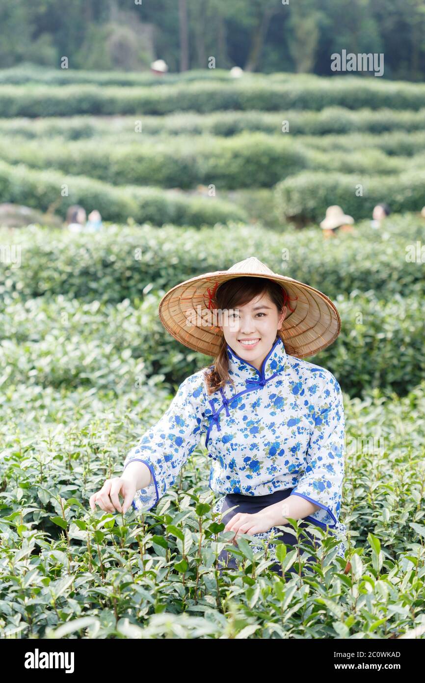 asian pretty tea-picking girl in plantation Stock Photo - Alamy