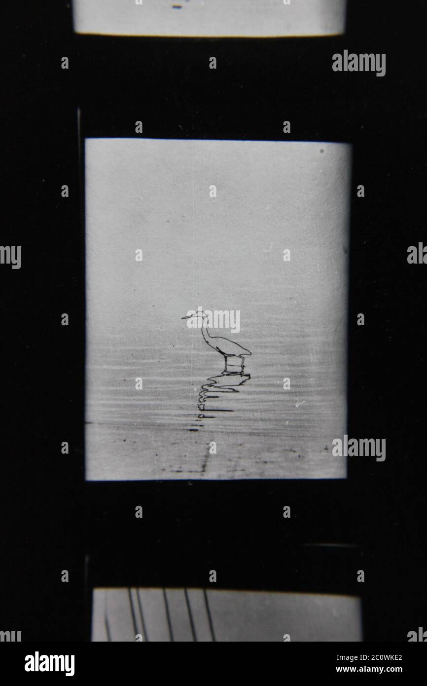 Fine 1970s vintage black and white photography of the beauty of nature in a dream like state ...