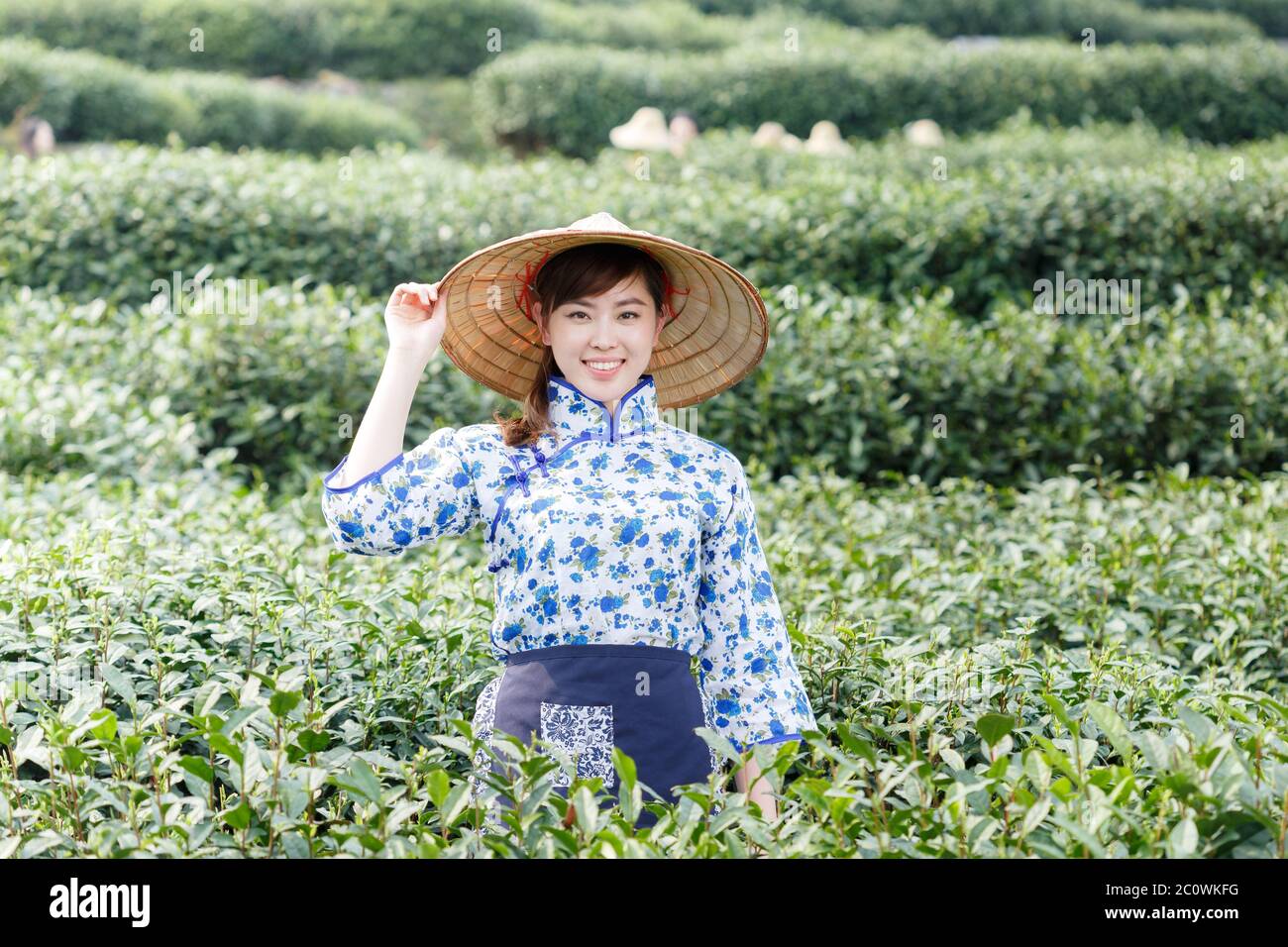 Indian tea picker hi-res stock photography and images - Alamy