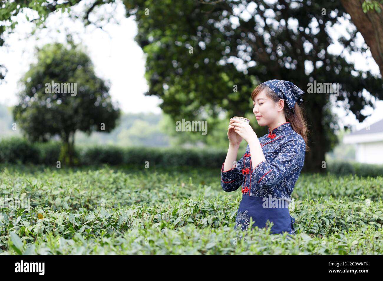 asian pretty tea-picking girl in plantation Stock Photo - Alamy
