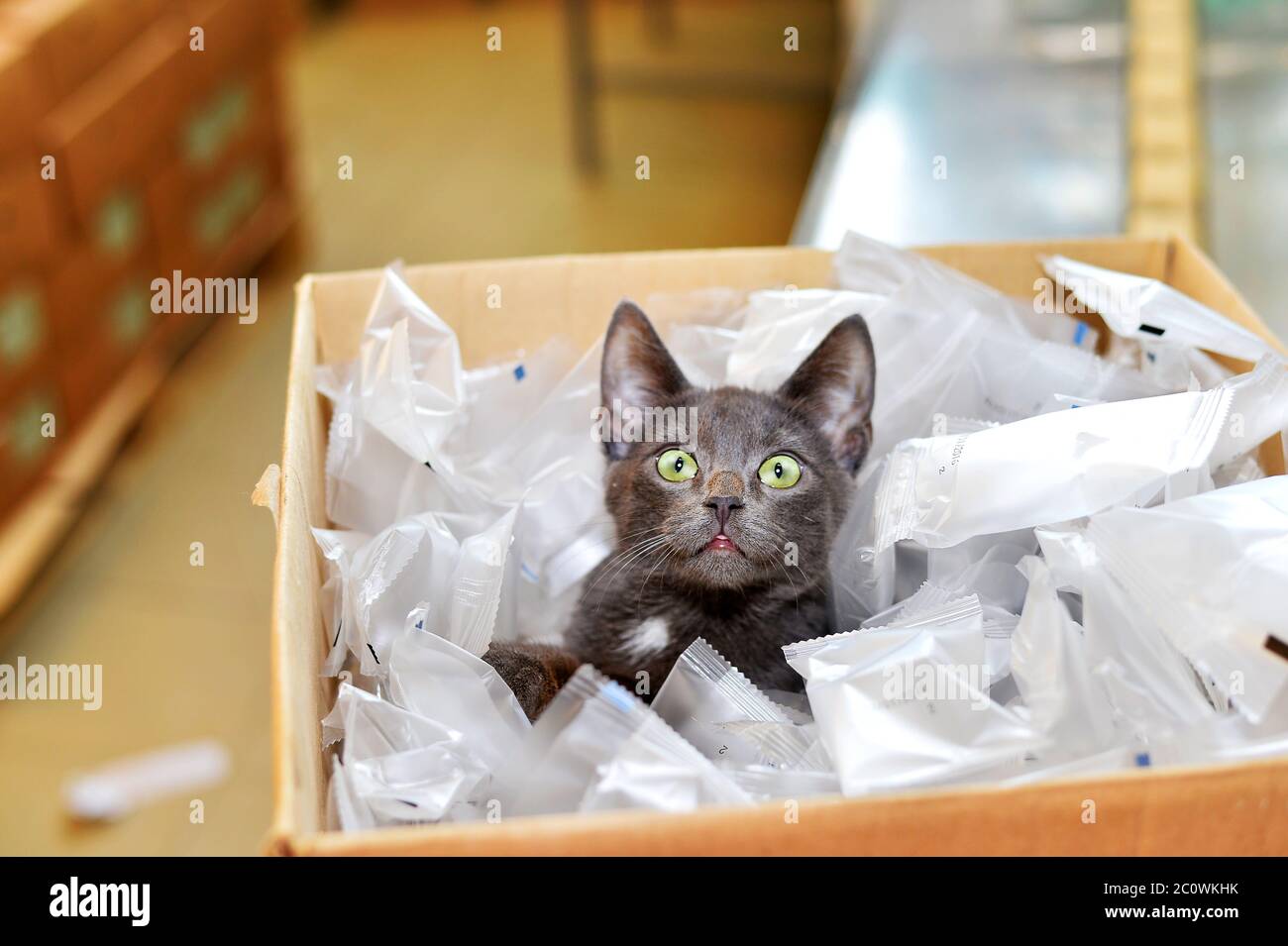 Homeless cat sitting in a cardboard box including plastic packaging in ...