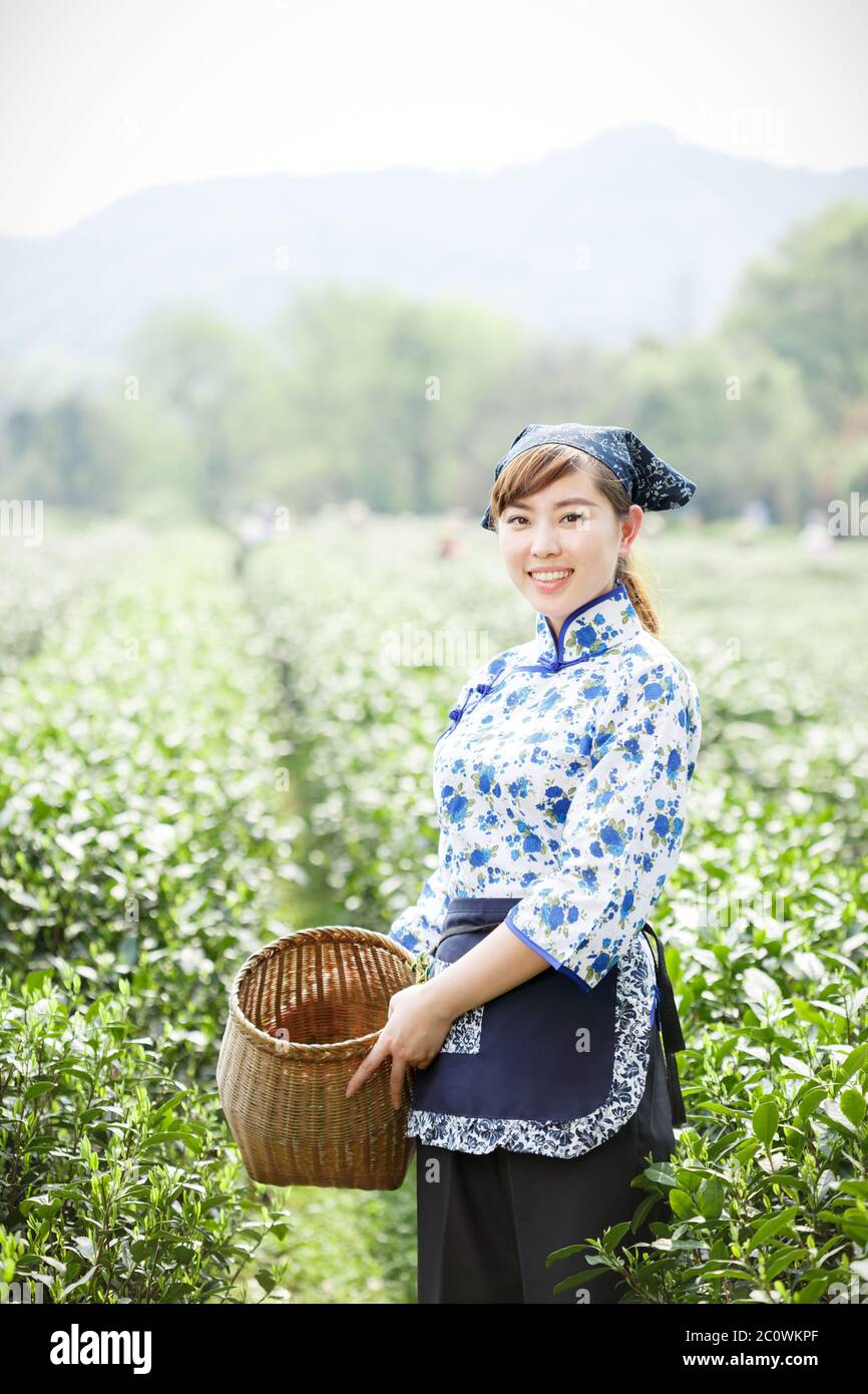 asian pretty tea-picking girl in plantation Stock Photo - Alamy