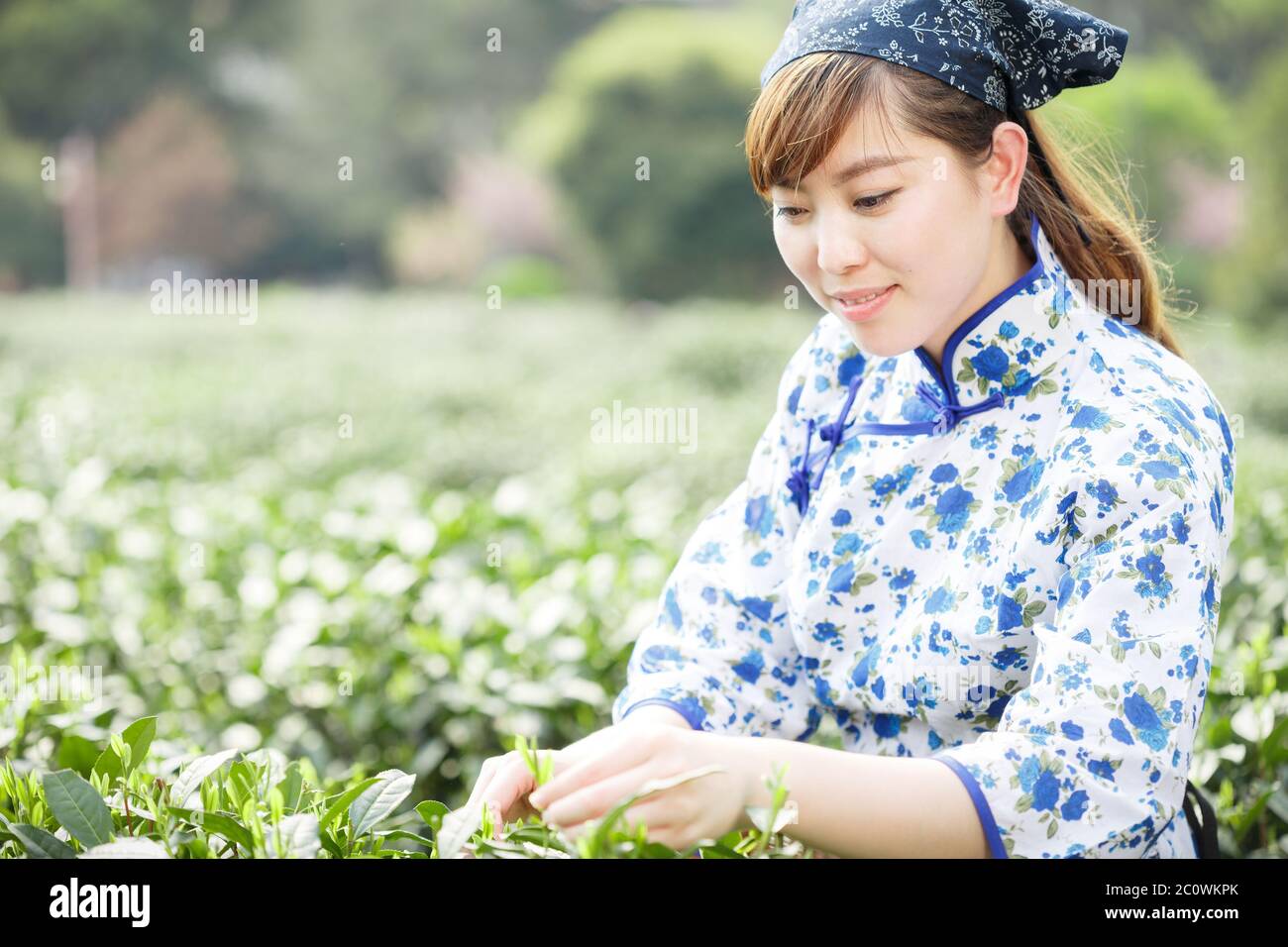 asian pretty tea-picking girl in plantation Stock Photo - Alamy