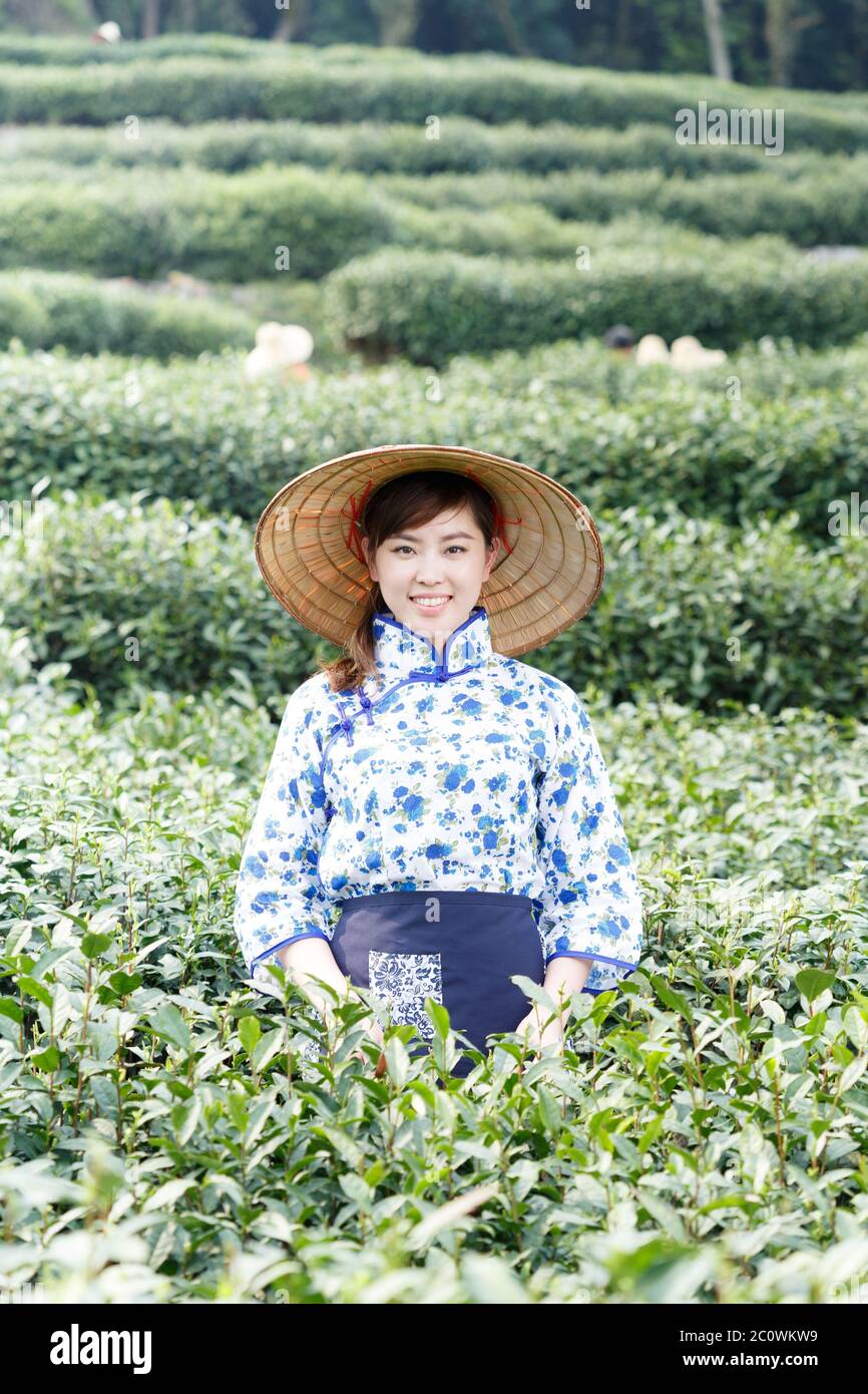 asian pretty tea-picking girl in plantation Stock Photo - Alamy