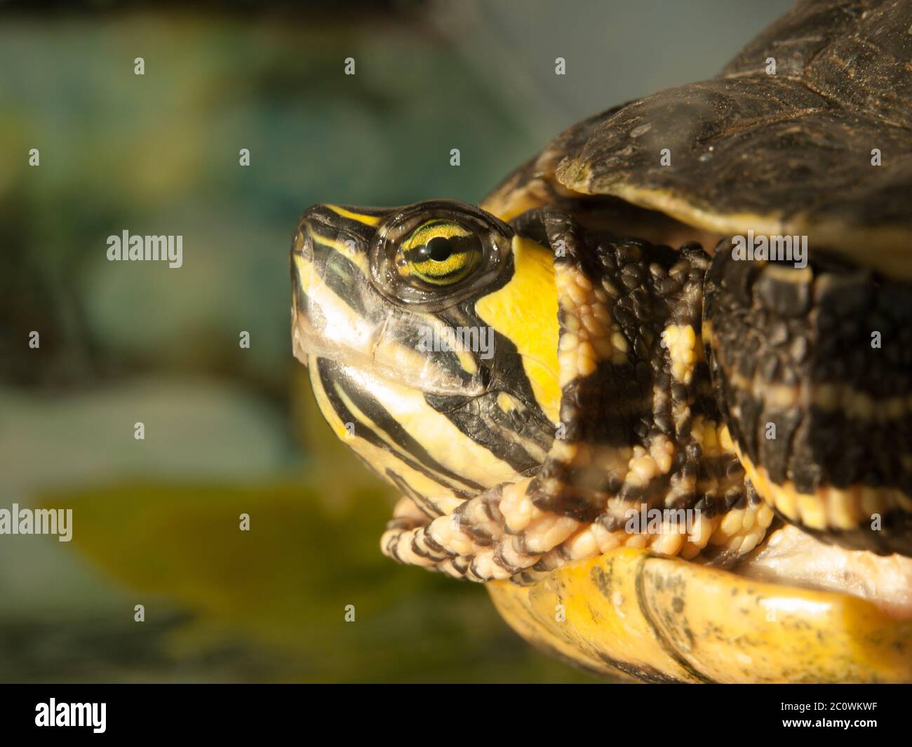 Detailed view of turtle's head, side view, Trachemys scripta elegans ...