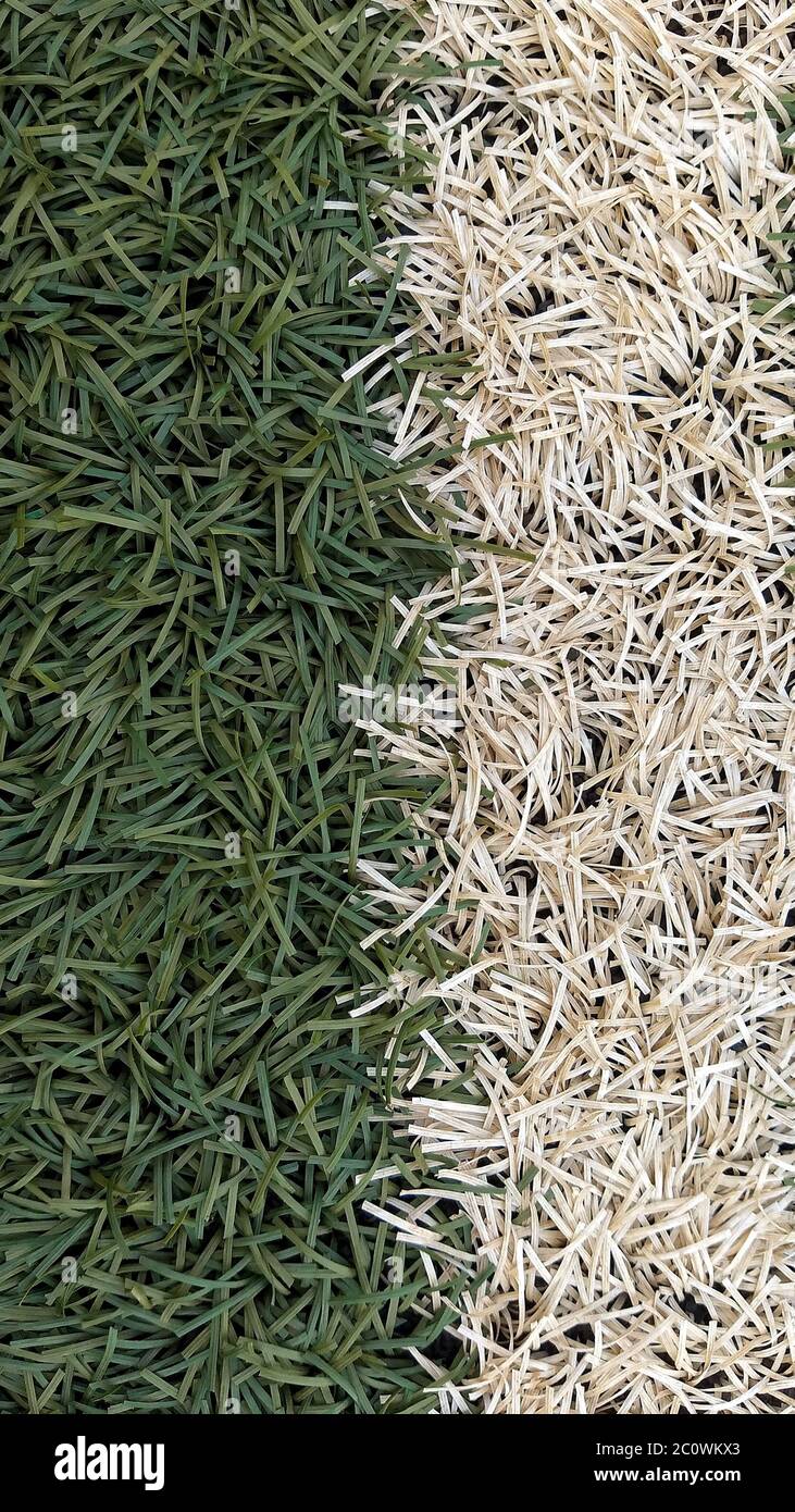 Closeup of the blades of a soccer turf with the sideline painted white ...