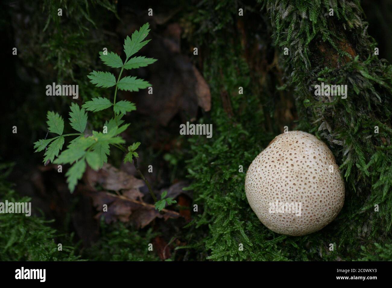 Potato bovist hi-res stock photography and images - Alamy