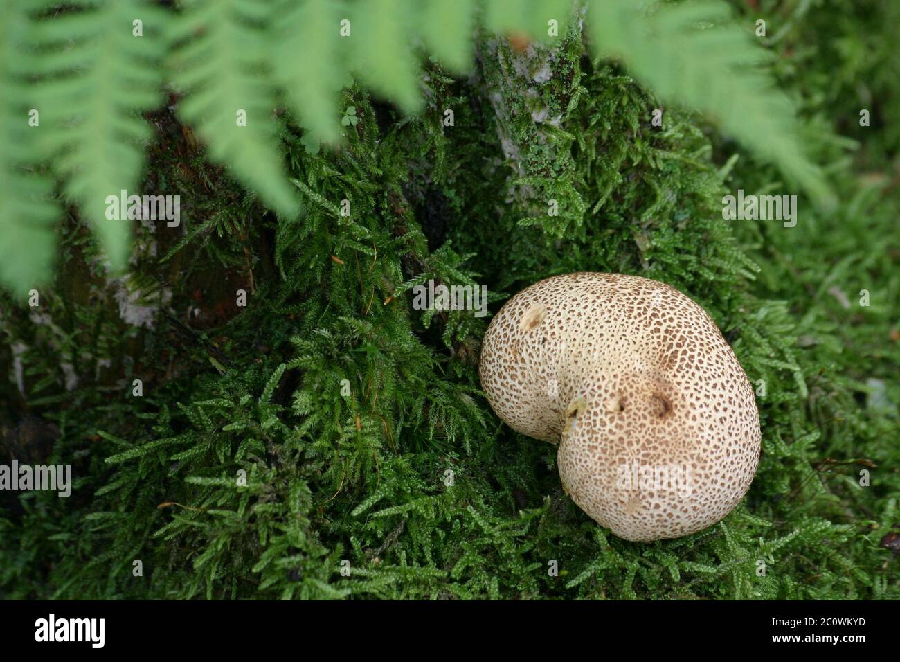 Potato bovist hi-res stock photography and images - Alamy
