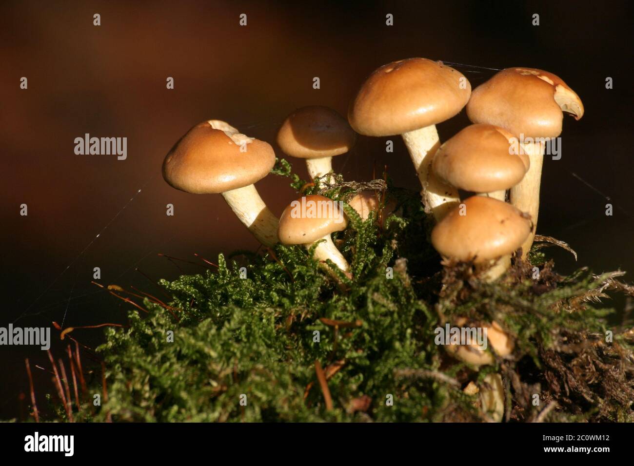 Sunny spot hi-res stock photography and images - Alamy