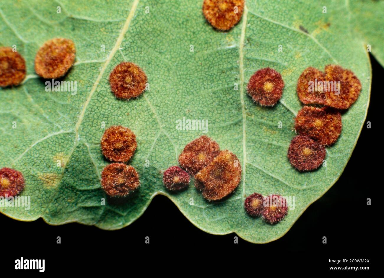 Oak Leaf Galls Stock Photo - Alamy