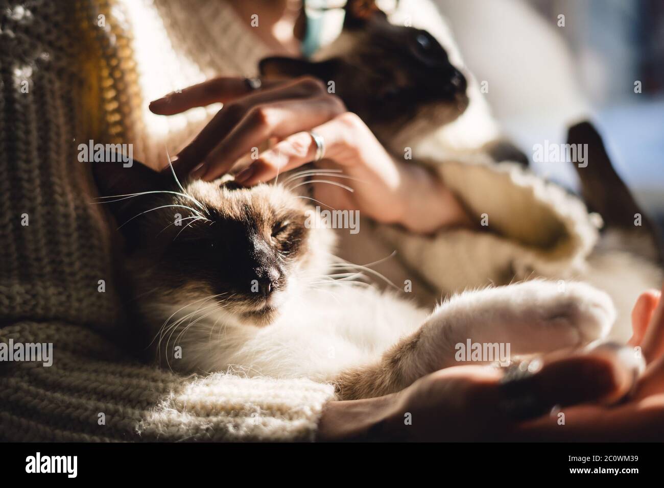 Sweet friendship between human and cat. Cat paws in woman's hand with ...