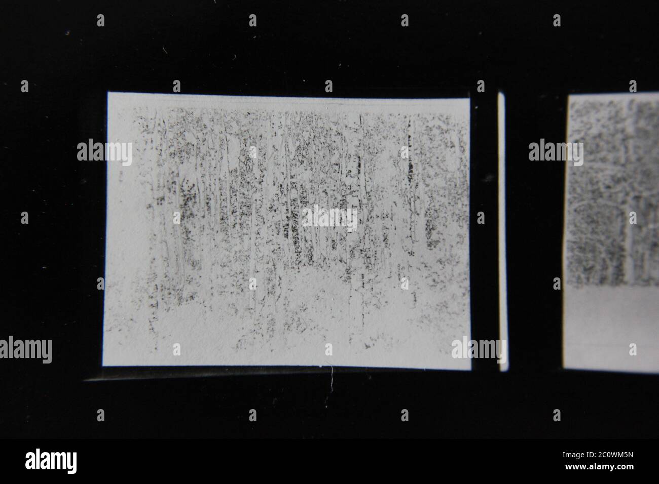 Fine 1970s vintage black and white photography of the beauty of nature ...