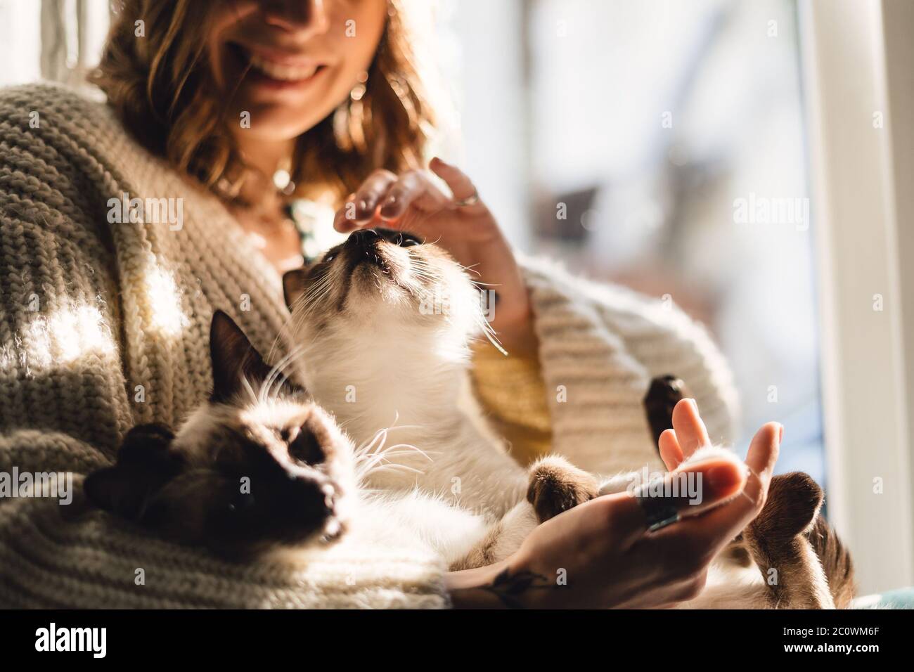 Sweet friendship between human and cat. Cat paws in woman's hand with ...