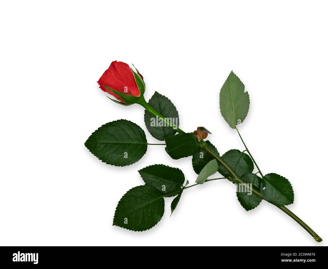 Single red roses love paper hi-res stock photography and images - Alamy