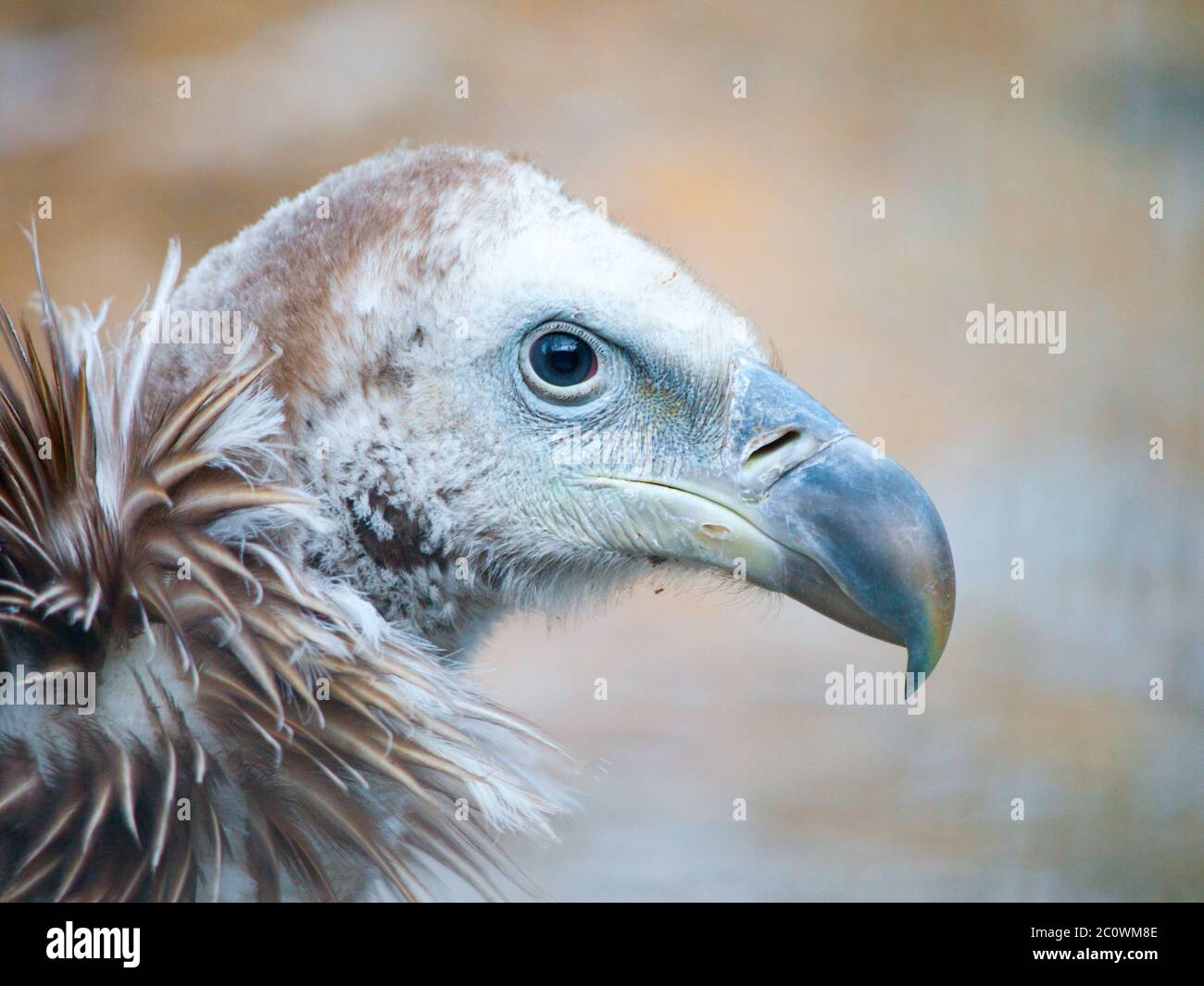 Himalayan fauna hi-res stock photography and images - Alamy