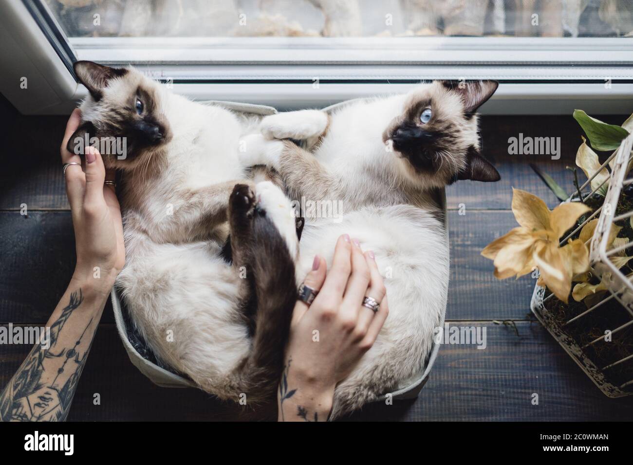 Two Lovely Siamese cats enjoy sun lying near the window in the house ...