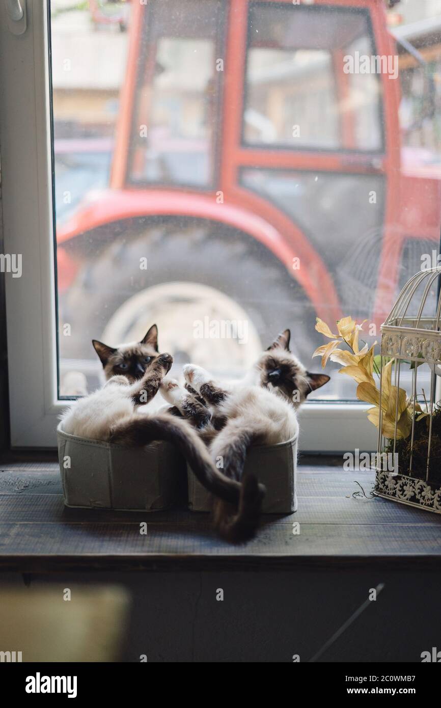 Two Lovely Siamese cats enjoy sun while lying near the window in the ...