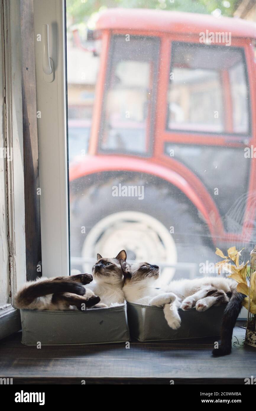 Two Lovely Siamese cats enjoy the sun while lying near the window in ...