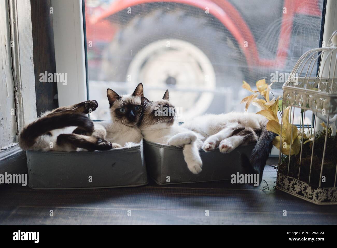 Two Lovely Siamese cats enjoy the sun while lying near the window in ...