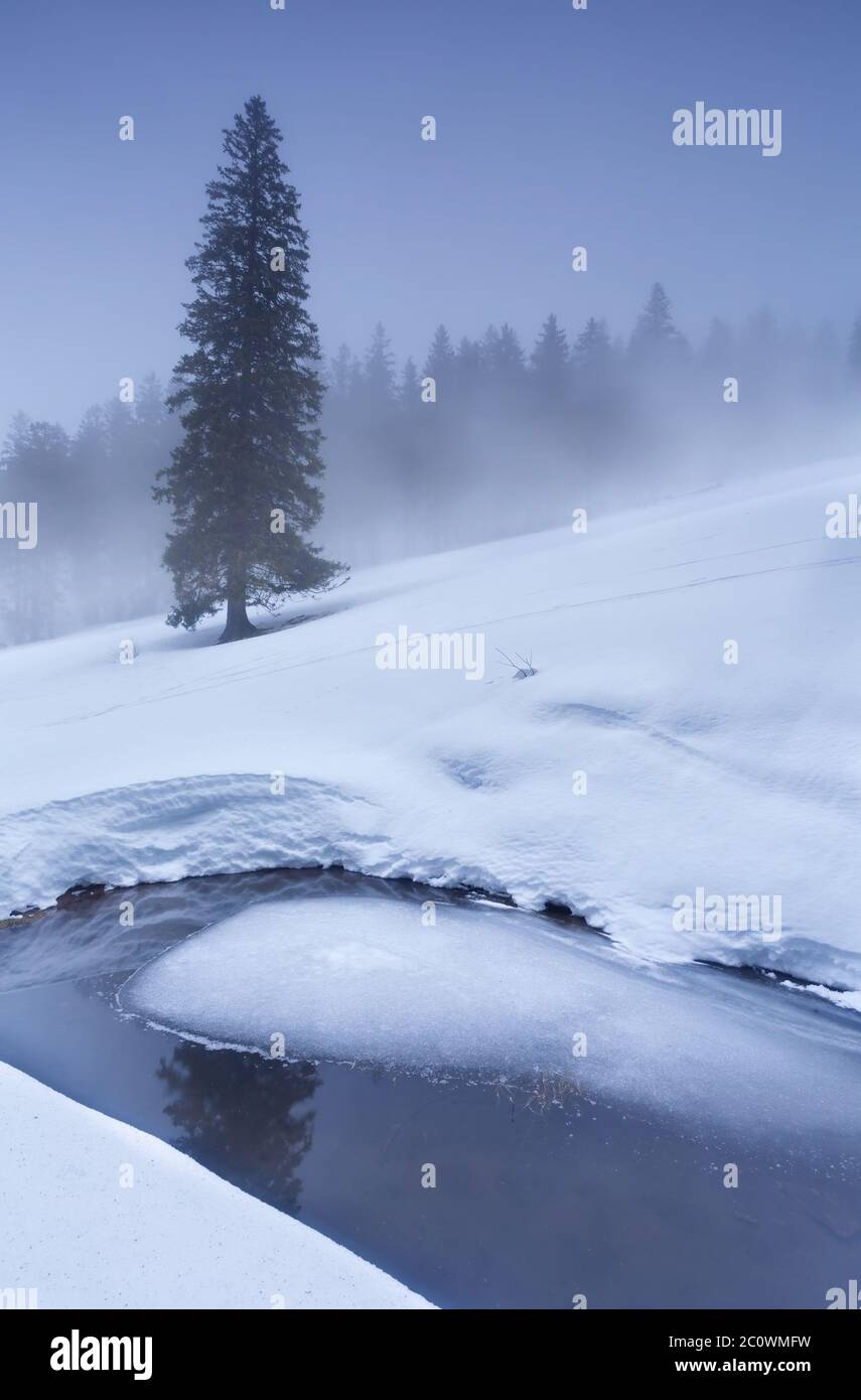 Frozen spruce tree hi-res stock photography and images - Alamy