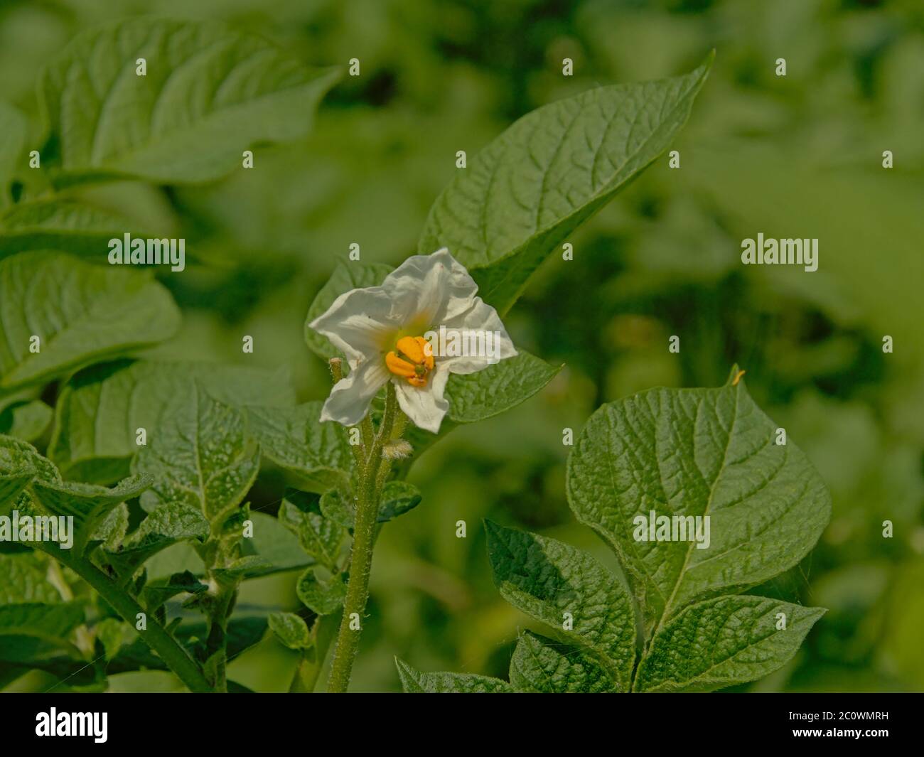 White and yellow flower of a potato plant in the vegetable garden ...