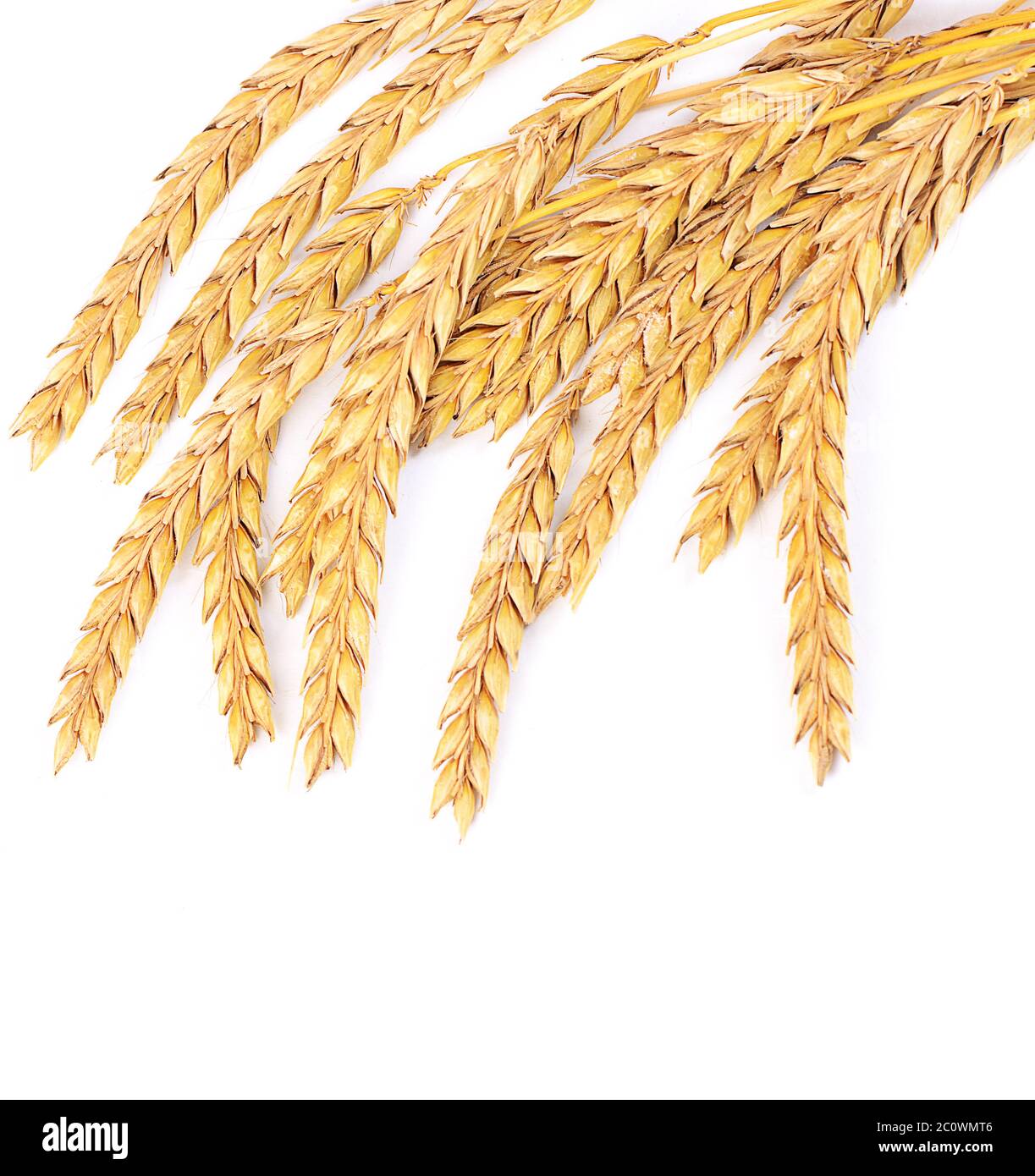 Ears of ripe wheat isolated on a white Stock Photo - Alamy