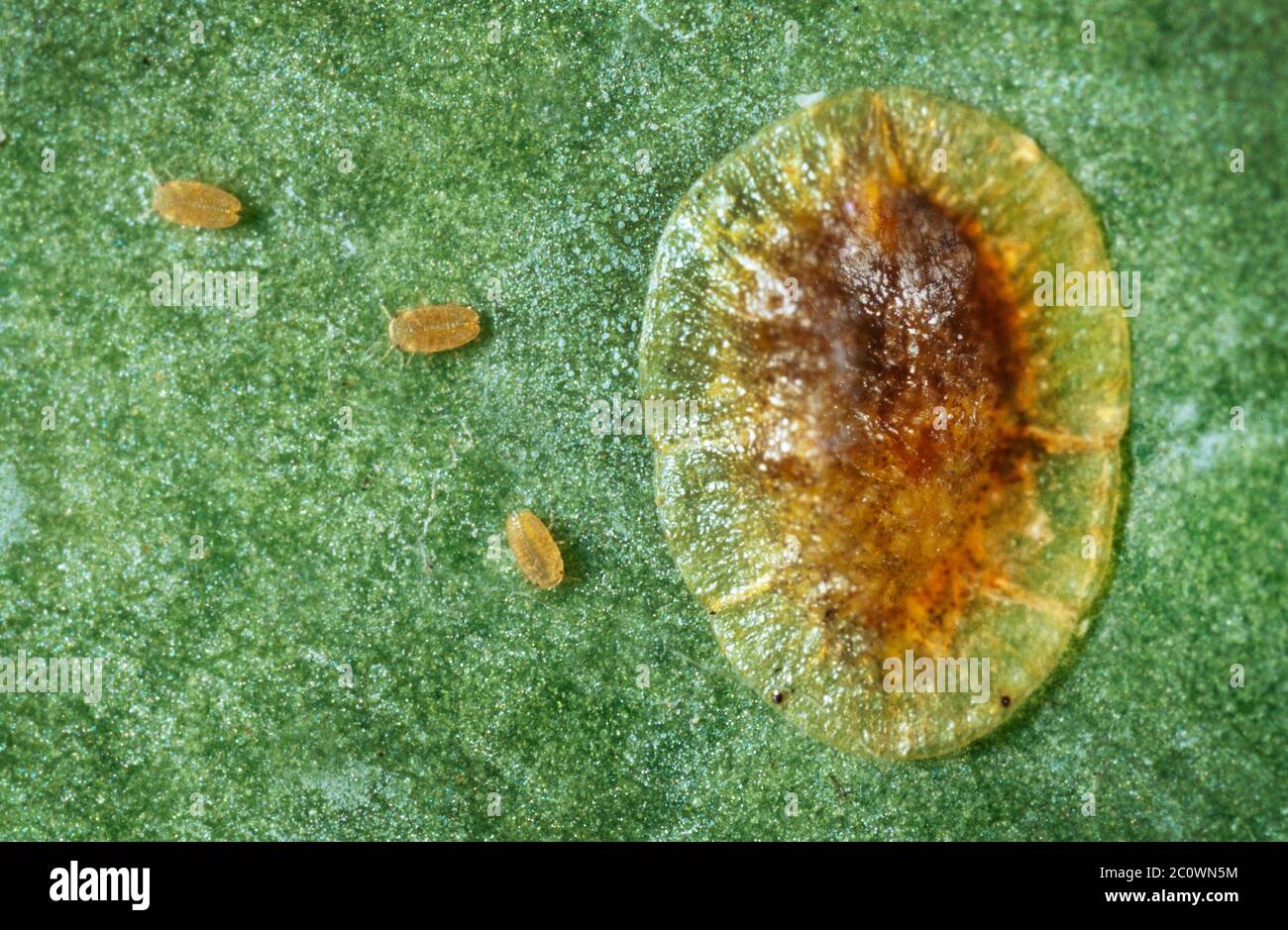 Soft brown scale insect, Coccus hersperidum, with young Stock Photo - Alamy