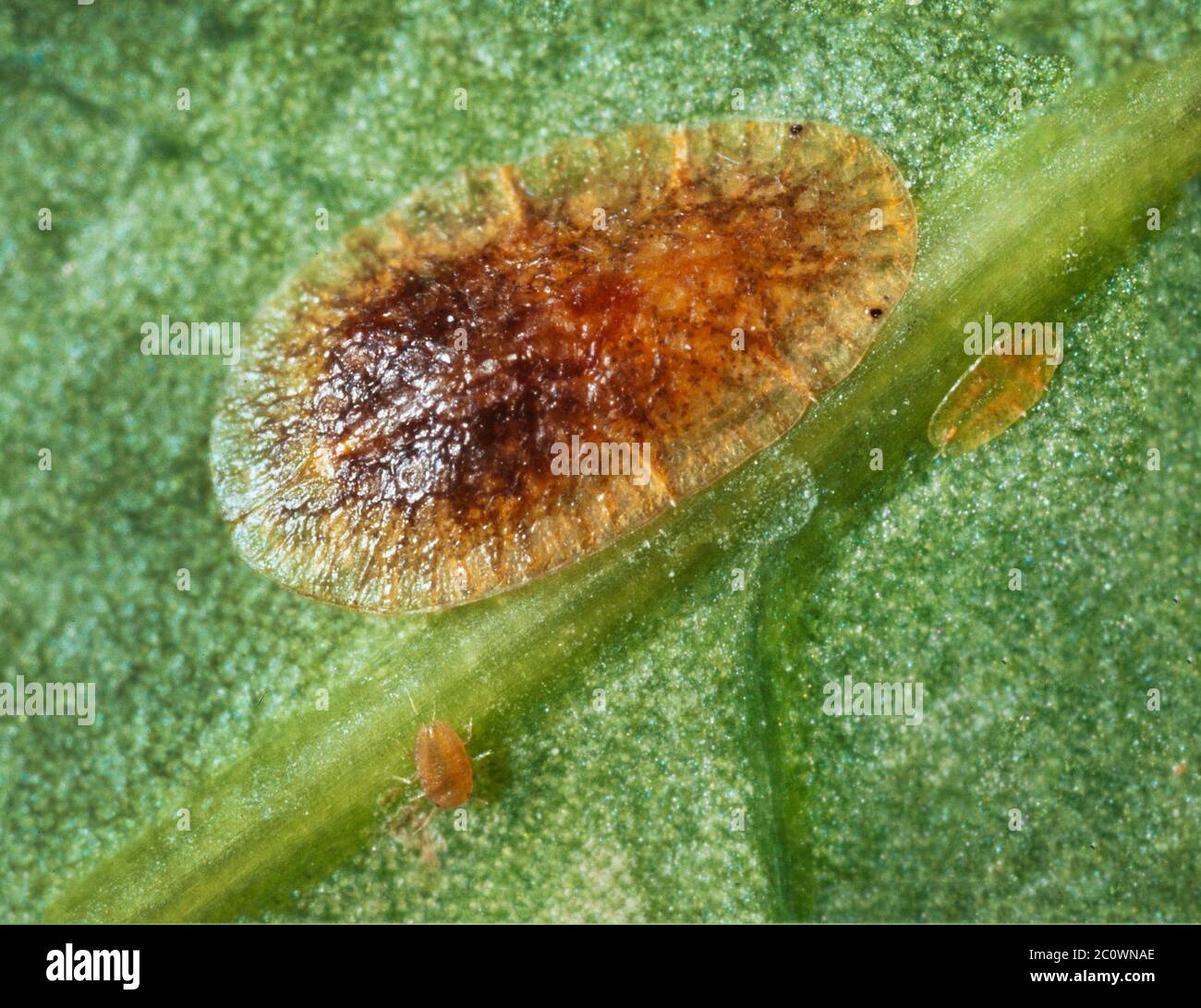 Scale insect hi-res stock photography and images - Alamy