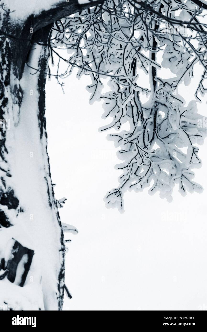 Windy branches hi-res stock photography and images - Alamy