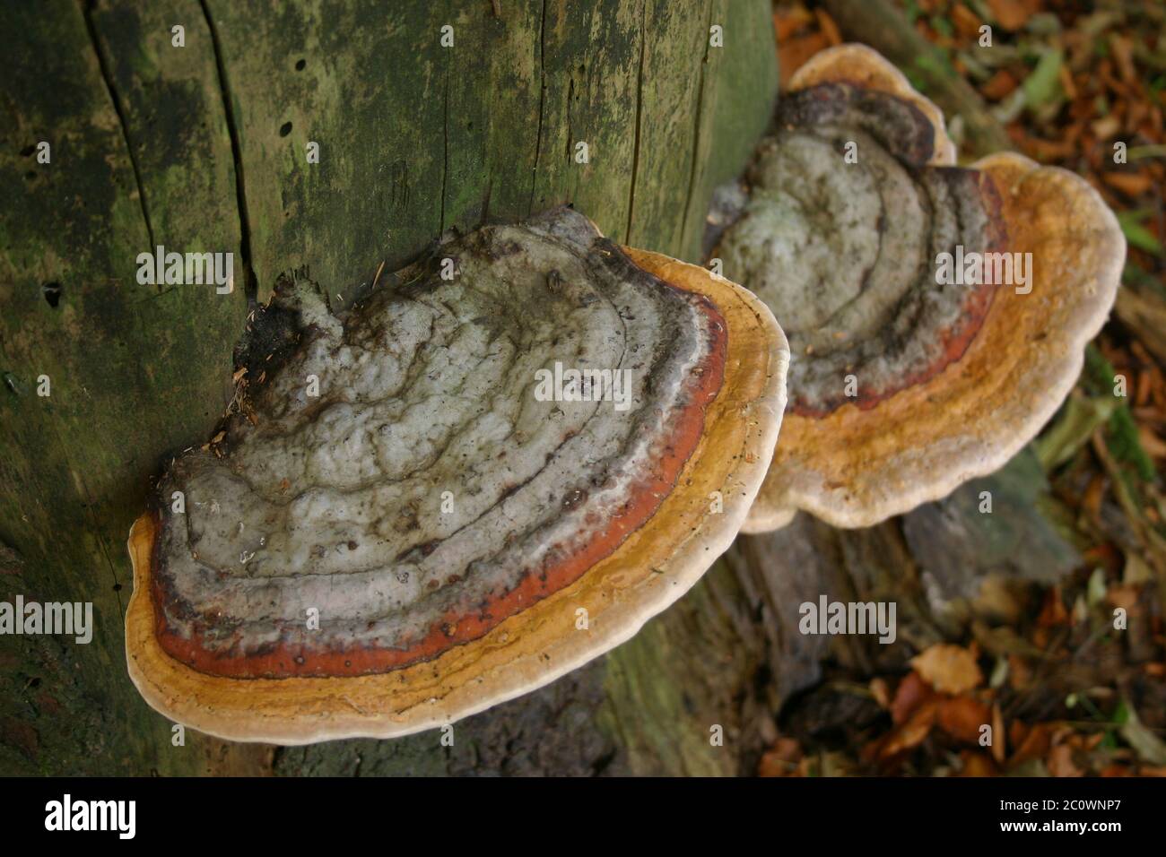 Butterfly trametes trametes versicolor hi-res stock photography and ...