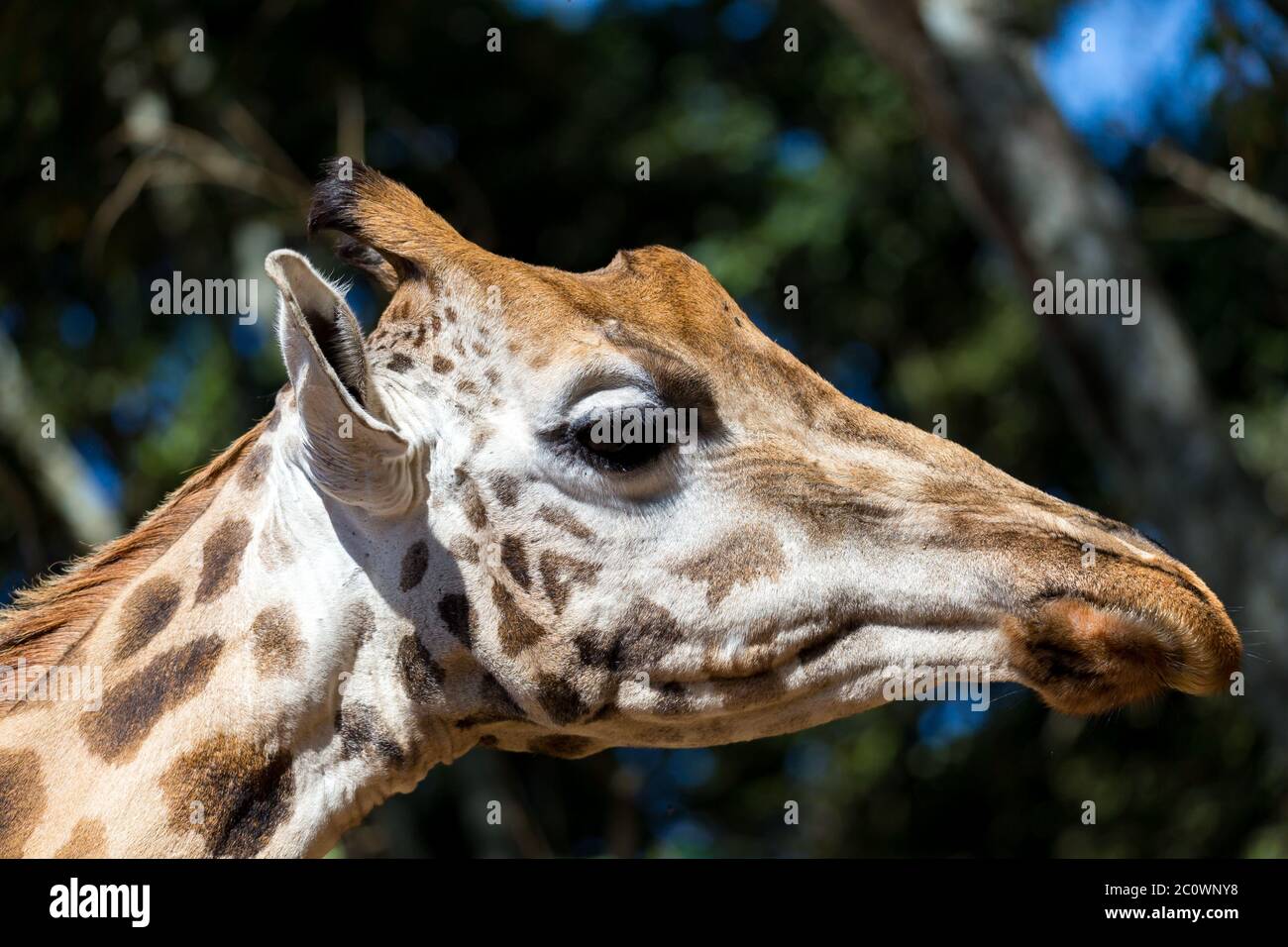 A close-up of one giraffe's head Stock Photo - Alamy