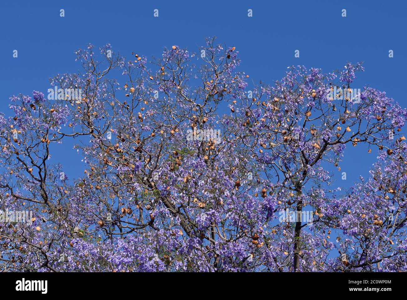 Jacaranda mimosifolia branches with flowers in Zappeion, Athens, Greece ...