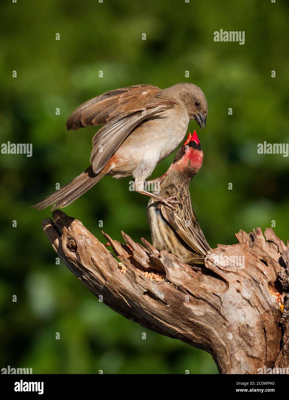 garden bird interaction Stock Photo - Alamy