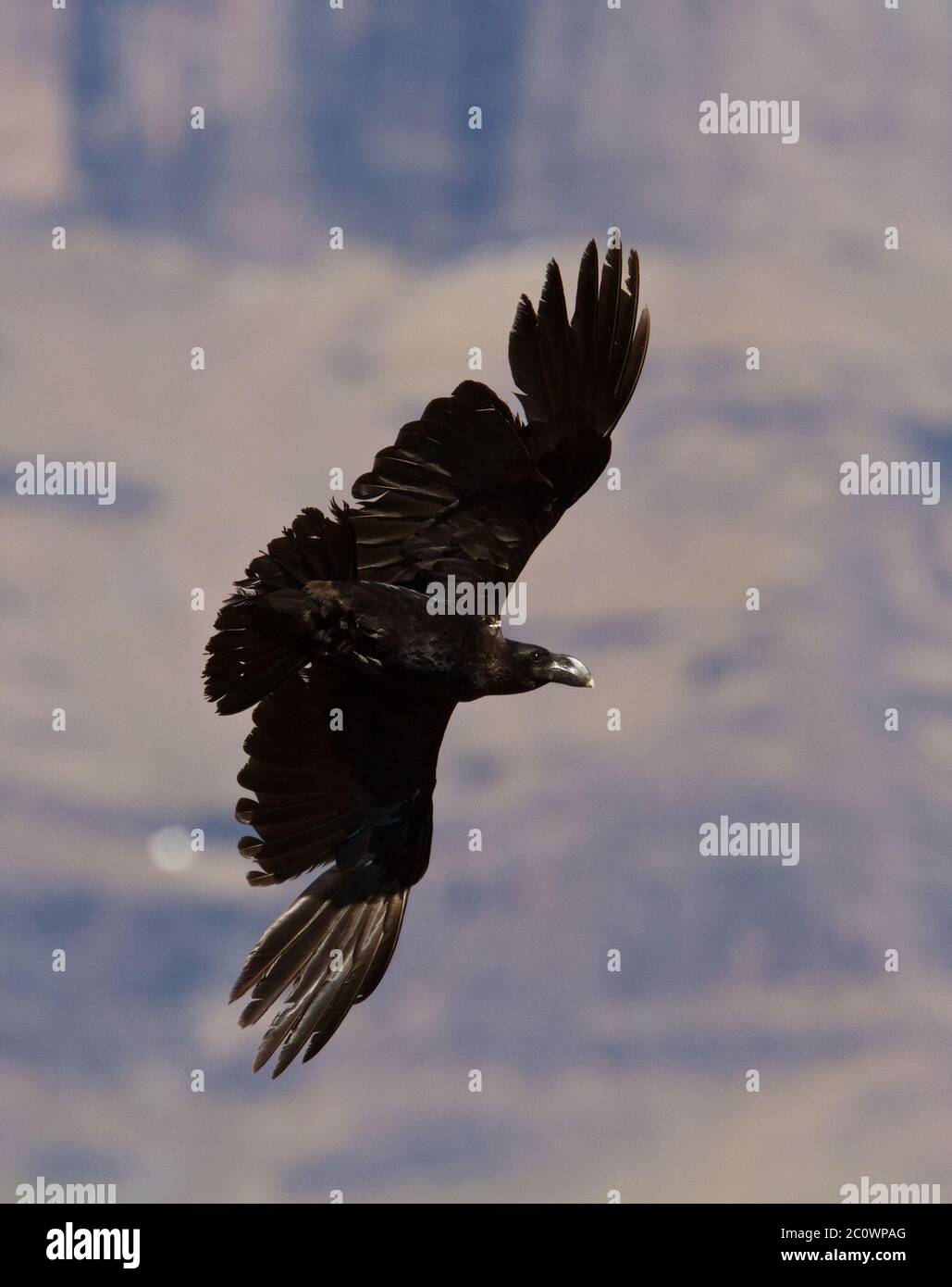 crow in flight Stock Photo - Alamy